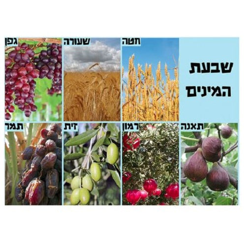 Shivat Haminim Diamond Art – Ali Affordable